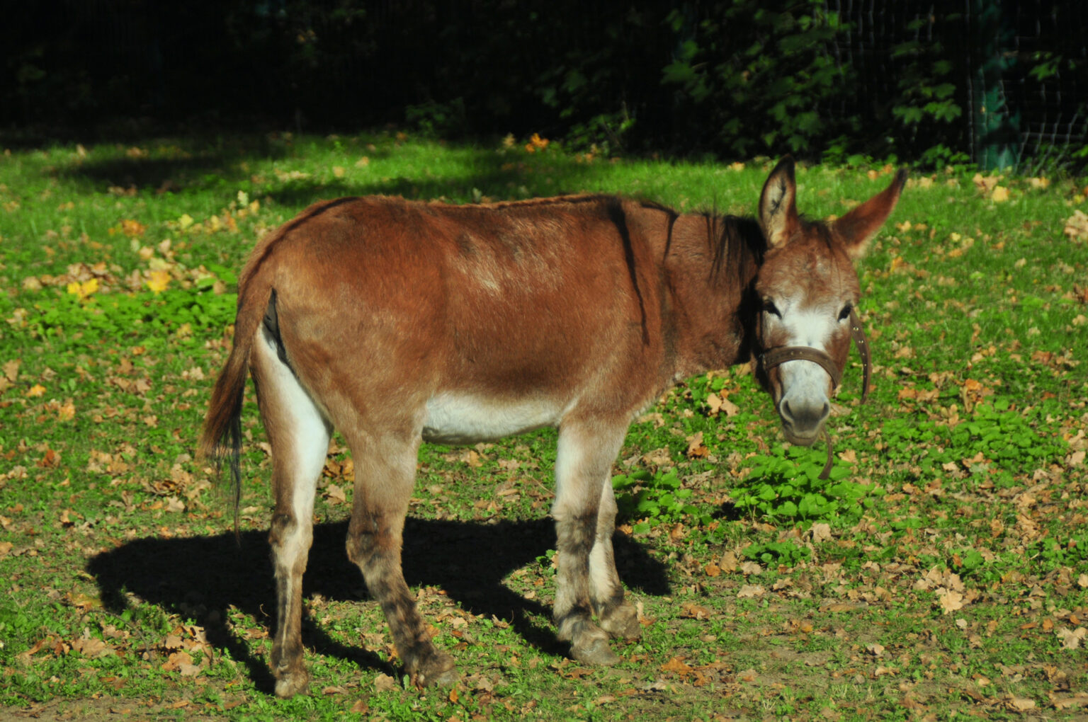 Tiere - Tierpark & Kloster Riesa